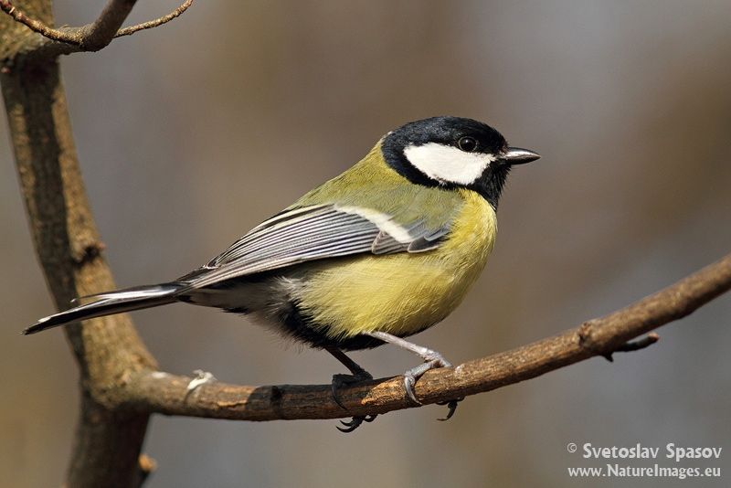 Птицата символ на София е големият синигер | Днес.dir.bg