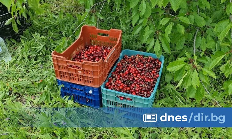 Полицията и местната власт отново ще охраняват черешовата реколта в ...