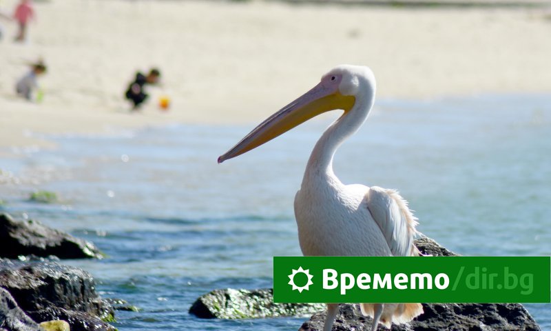 Температурни рекорди бяха измерени в Търговище, Ловеч, Русе, Варна ...