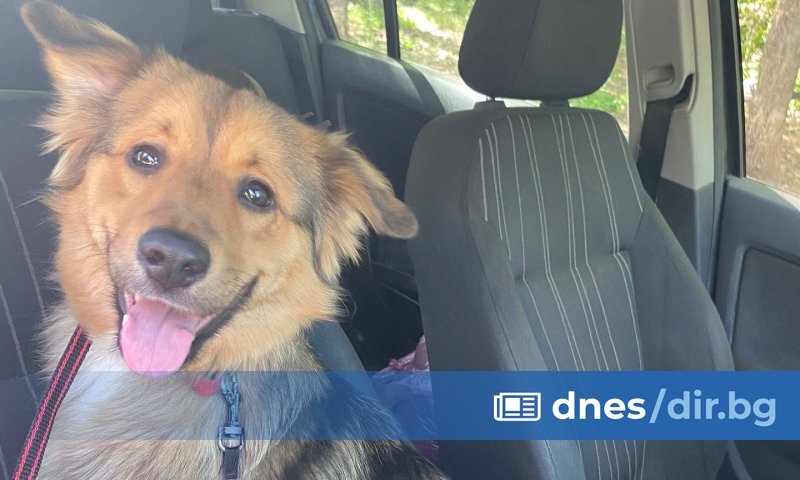 La historia de un perro para los corazones humanos: cómo Gaia de Lyulin ...