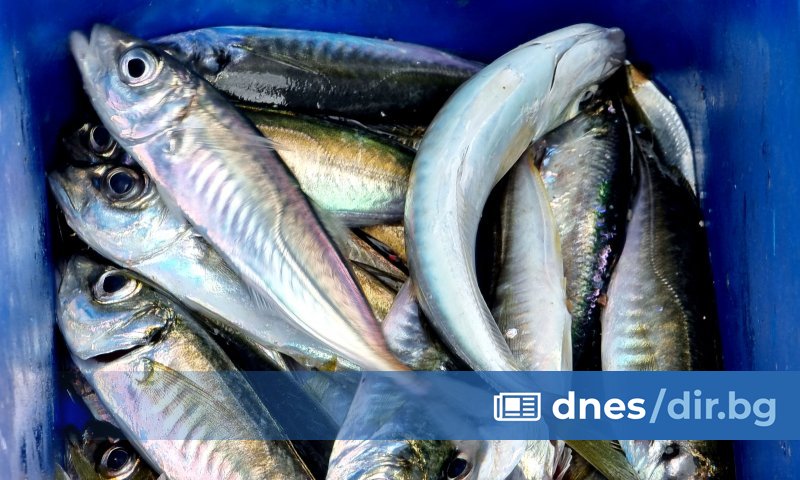 Морето "ври" от хамсия, цаца и сафрид, рибарите очакват силен сезон ...
