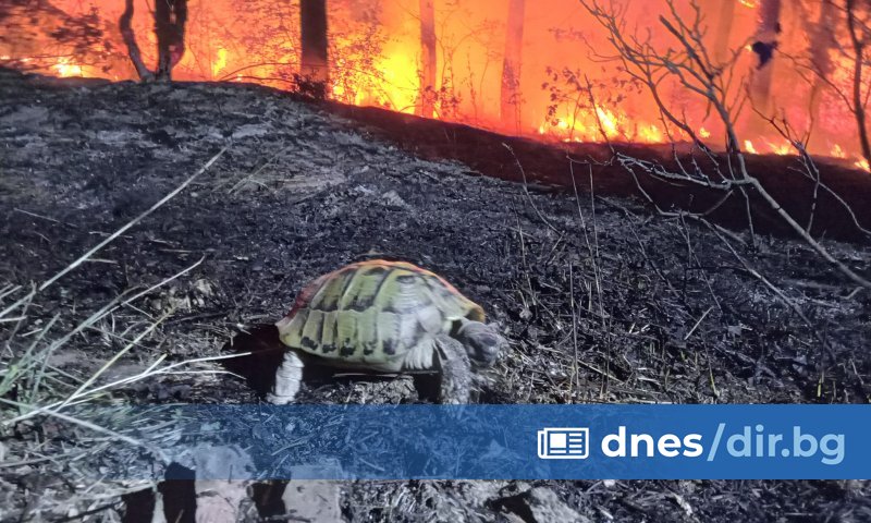 Коментари - Пожарите превзеха 60 000 дка площ, Средна гора още гори, бедствено положение в ...