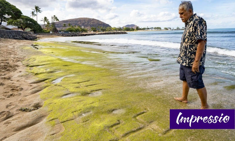 Хавайски петроглифи на поне 500 години се появиха отново на остров Оаху | impressio.dir.bg