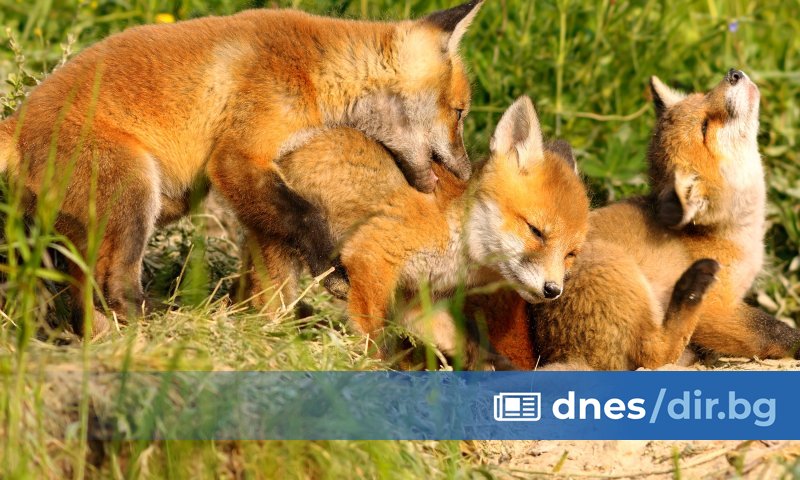 Започва ваксинация на лисиците срещу бяс със самолети | dnes.dir.bg