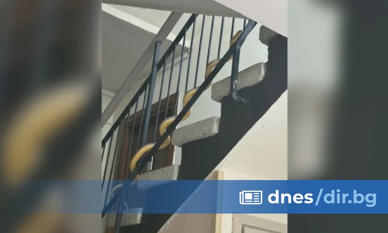 Голяма змия вся паника в блок в Пловдив, опитала се да влезе в ...